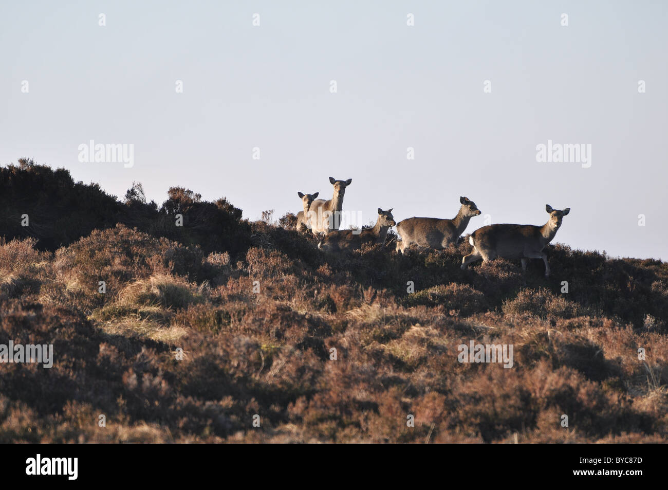 Winter in wicklow mountains national park Stock Photo - Alamy
