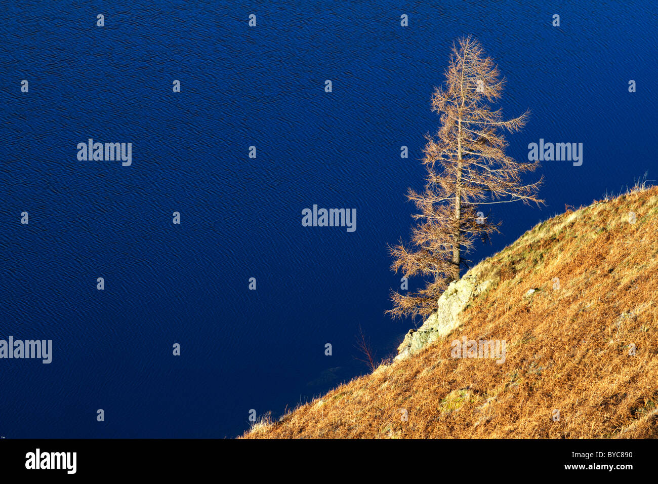 Larch tree photographed from above with Haweswater in the background ...