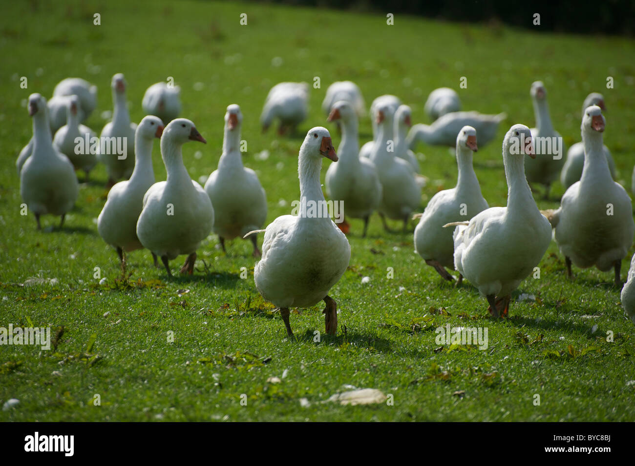 Flock of Embden geese in Devon countryside Stock Photo - Alamy