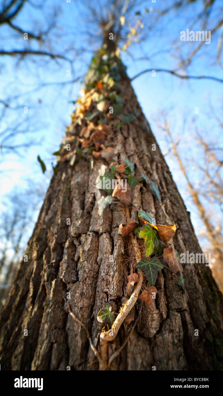 Detail big tree ivy hi-res stock photography and images - Alamy