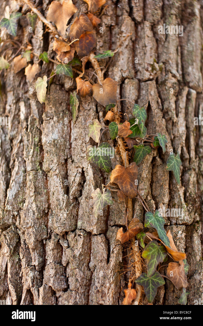 Ivy climbing at a tree stem hi-res stock photography and images - Alamy