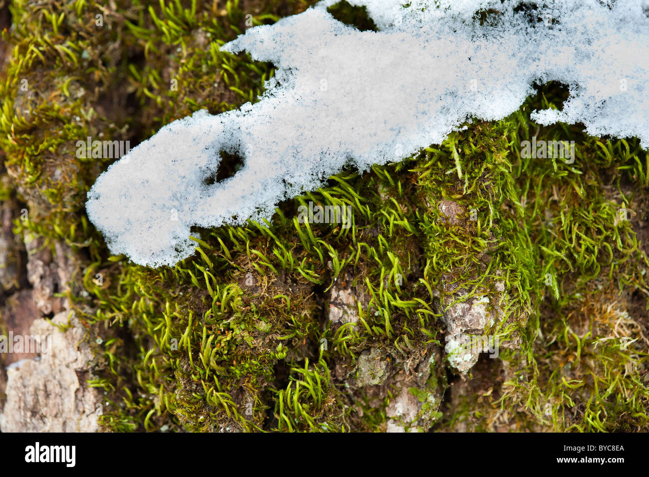 Spring - macro of snow melting on moss on a tree bark Stock Photo - Alamy