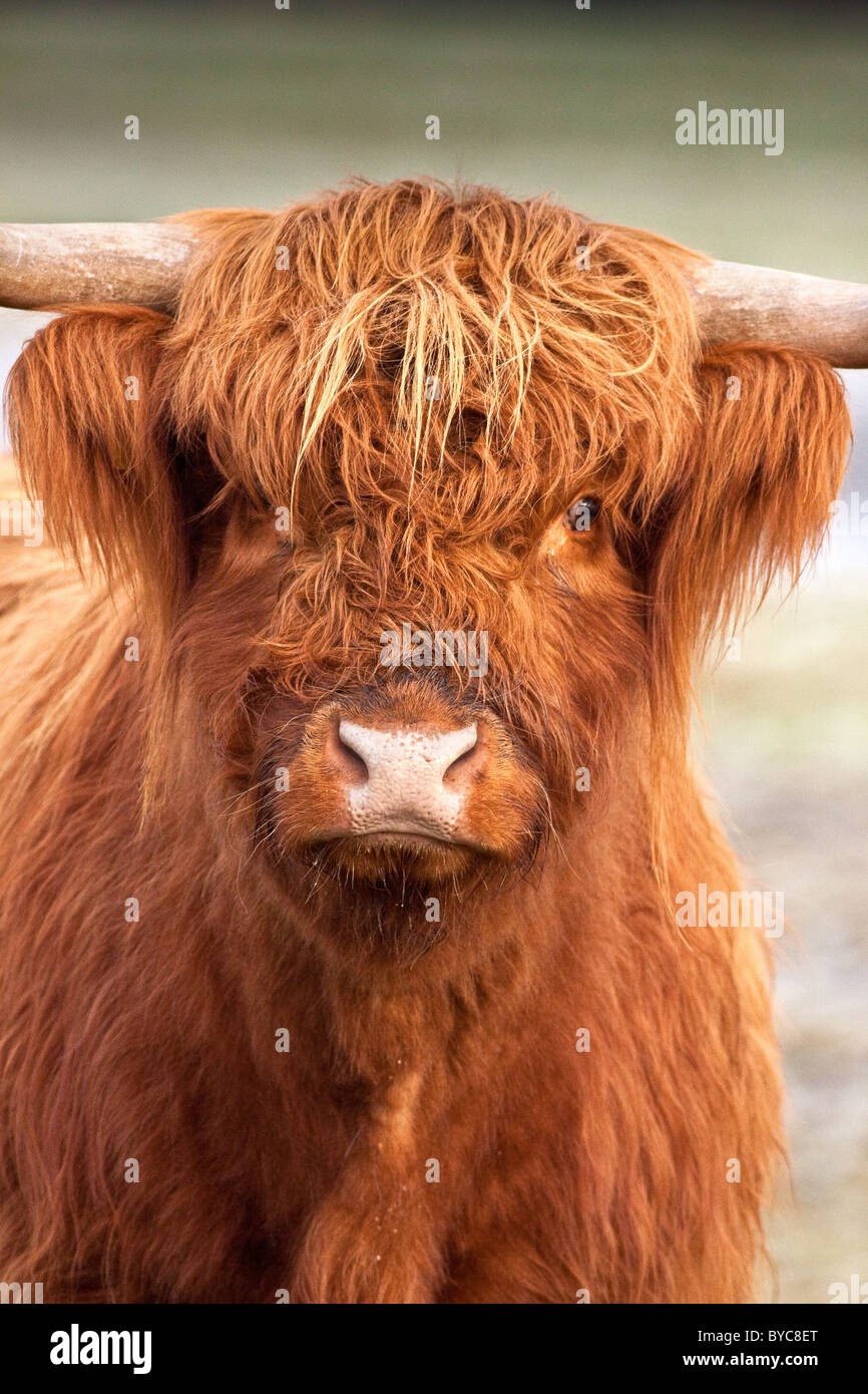 Young bullock with an inquisitive glance Stock Photo - Alamy