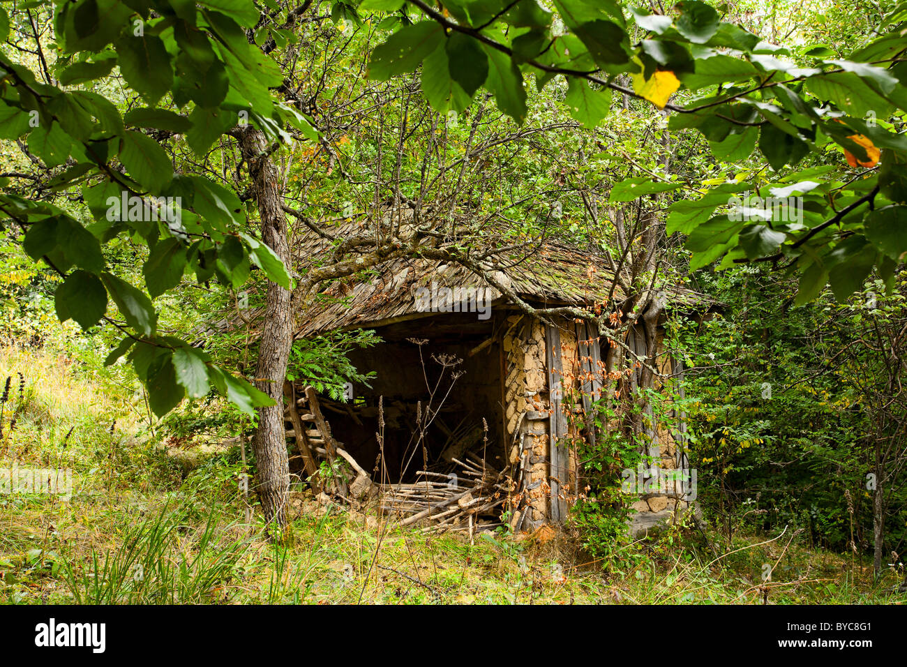 Old abandoned ruined barn in the forest Stock Photo - Alamy
