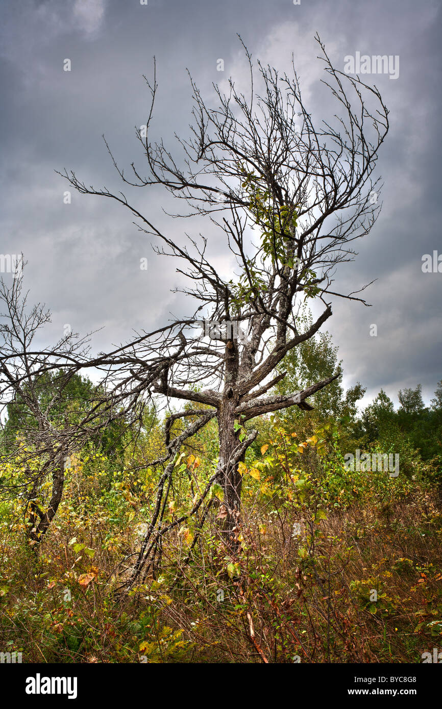 Dead tree with broken branches under a moody sky Stock Photo - Alamy