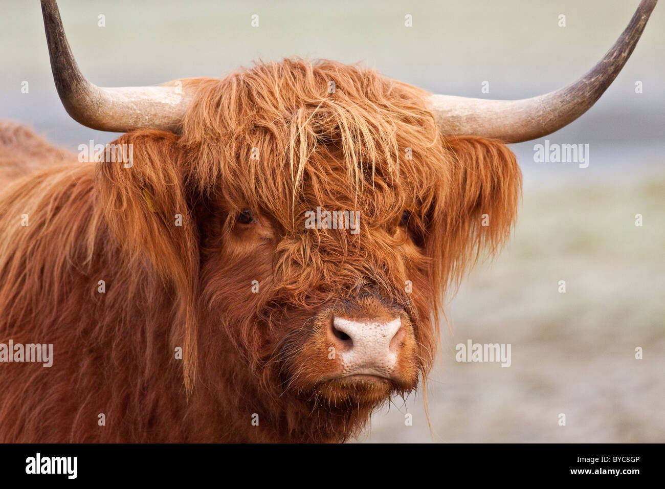 Beef Cattle Bullock Bull High Resolution Stock Photography and Images ...
