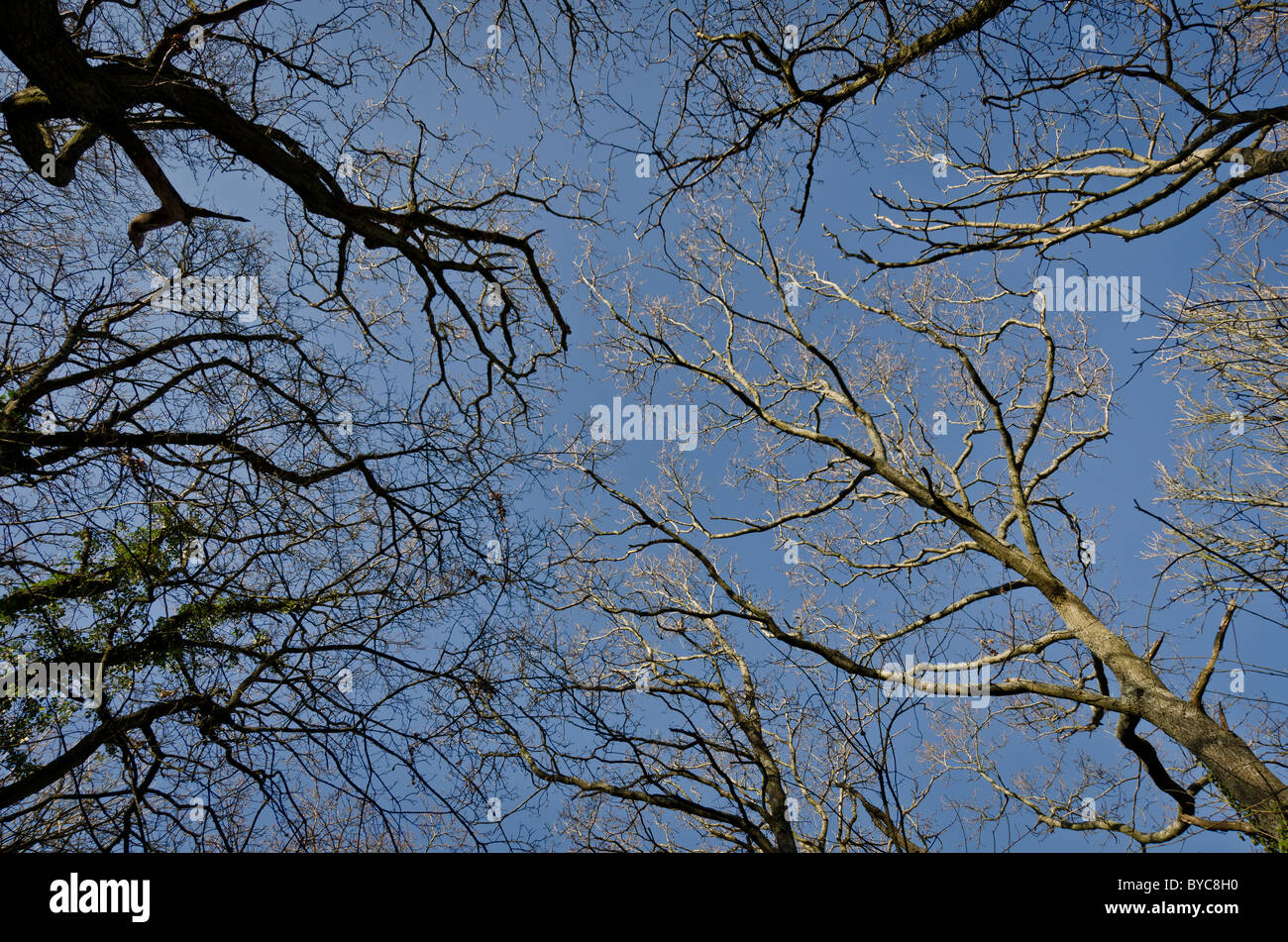 Angular branches of leafless trees Stock Photo - Alamy