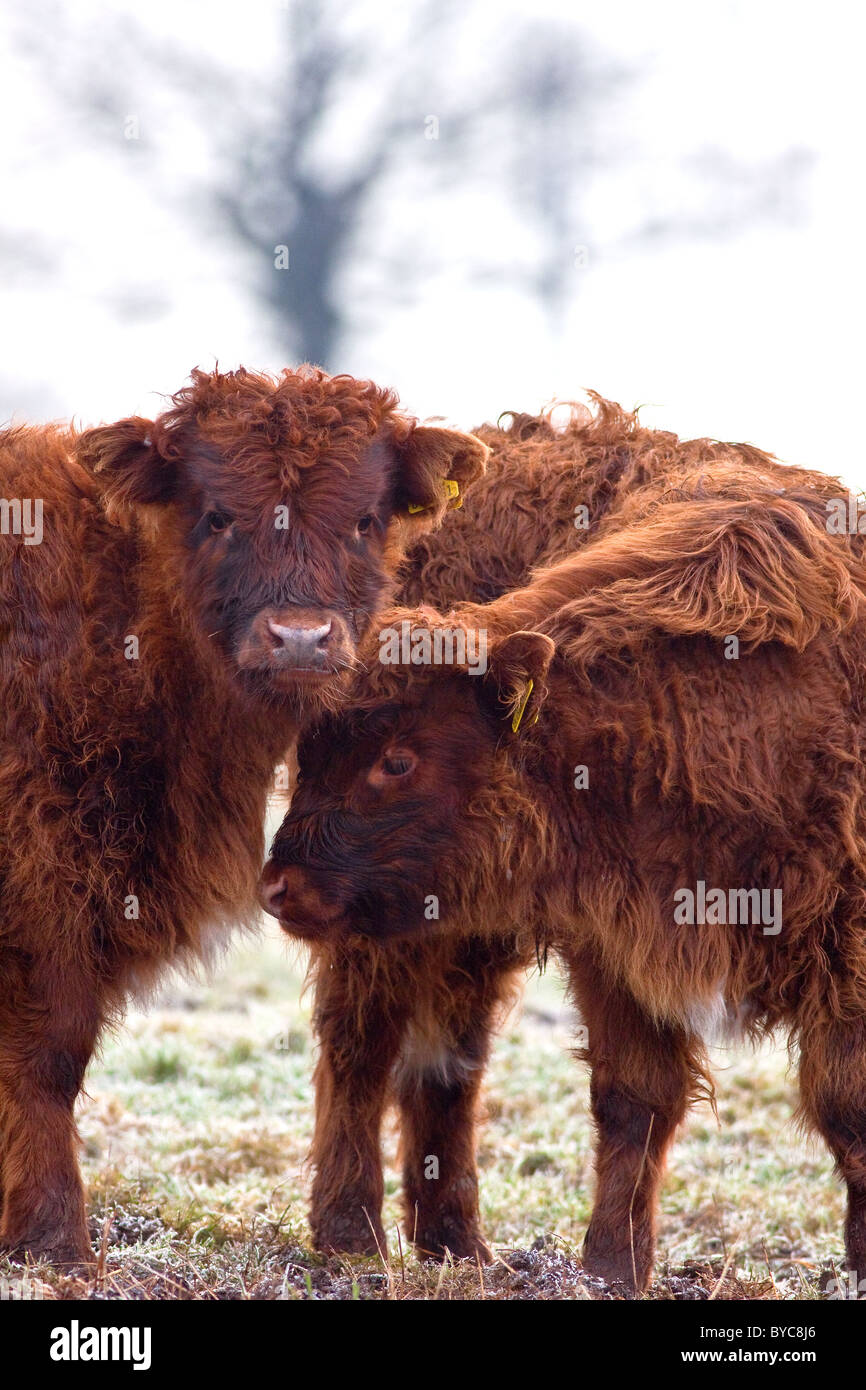 Two young calves in the winter cold Stock Photo - Alamy