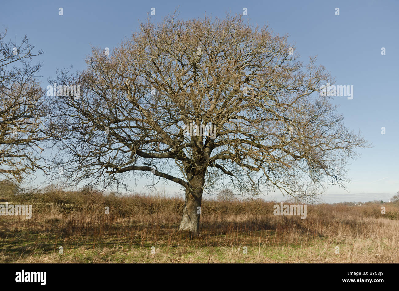 oak tree in field without leaves Stock Photo - Alamy