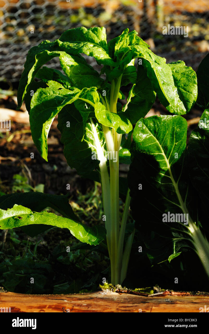 Beta vulgaris cicla, Swiss Chard bolting Stock Photo - Alamy
