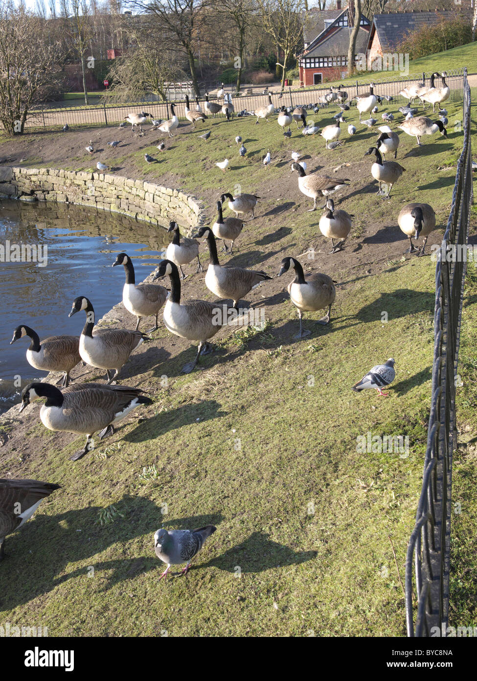 Geese in park hi-res stock photography and images - Alamy