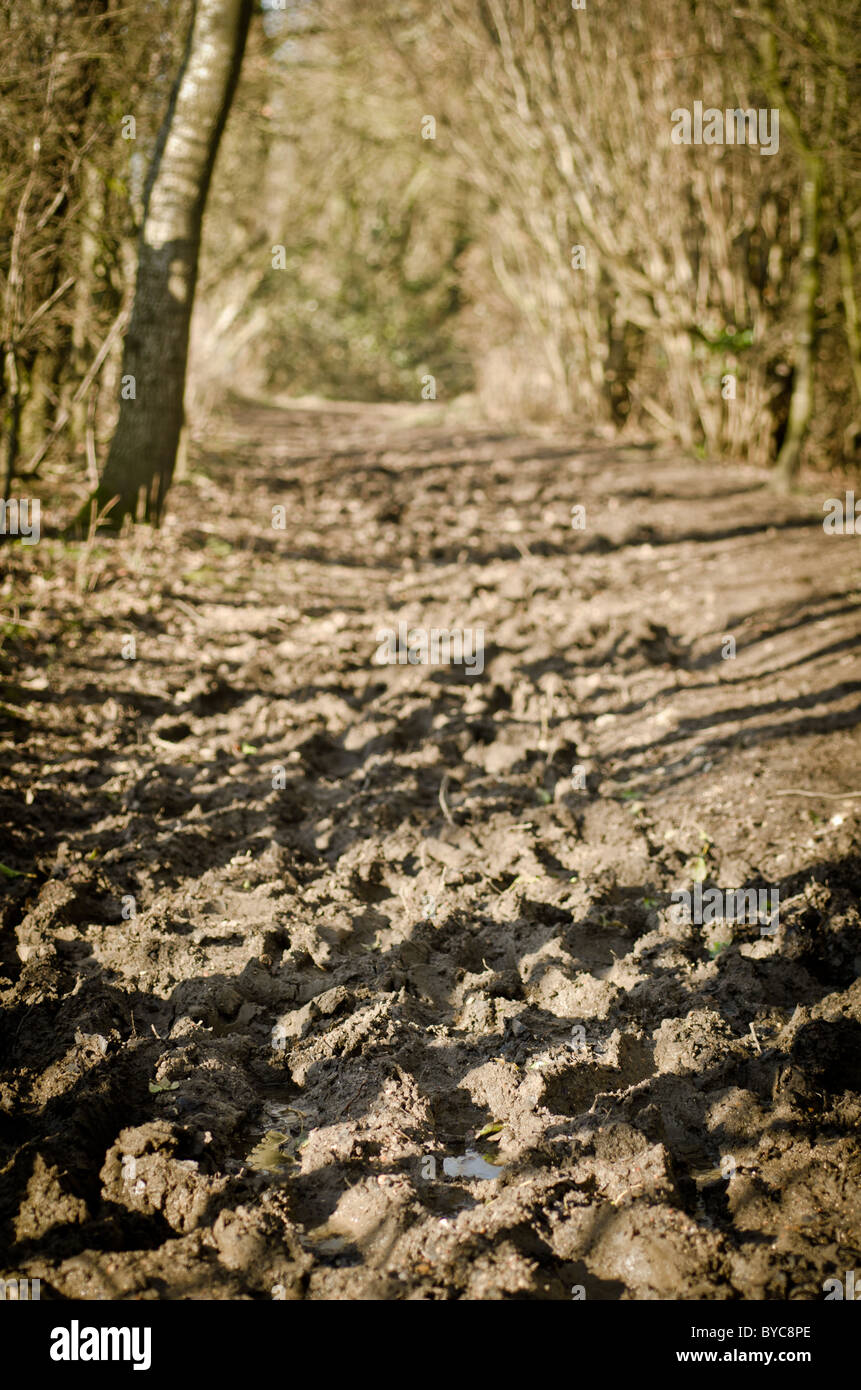 muddy tree lined rural path in woodland Stock Photo - Alamy