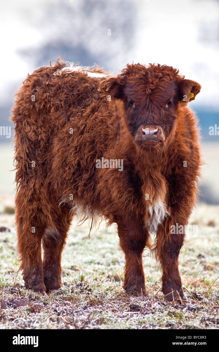 Calf texture hi-res stock photography and images - Alamy