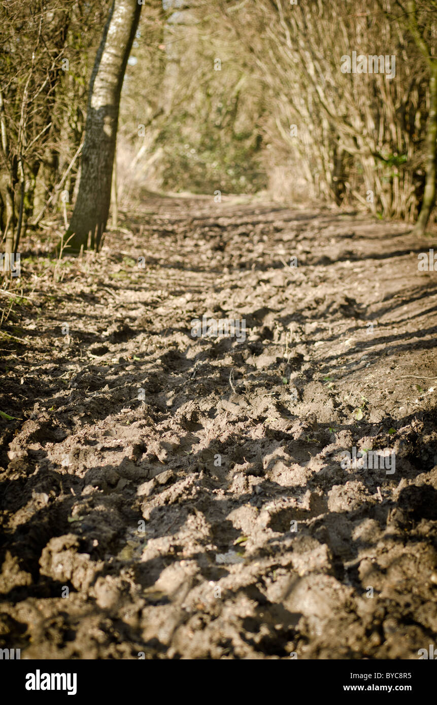 muddy tree lined rural path in woodland Stock Photo - Alamy