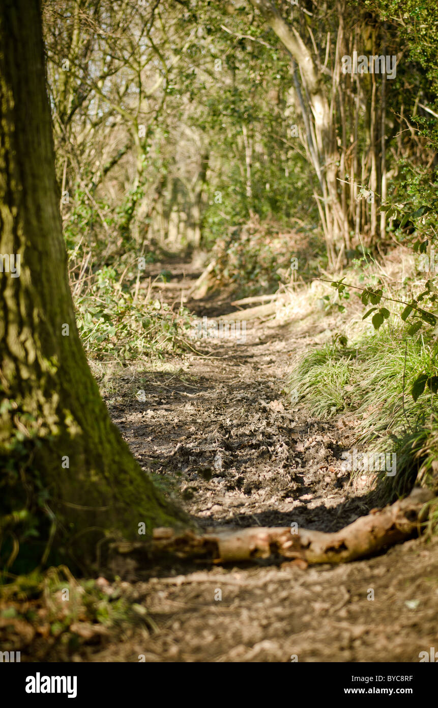 muddy tree lined rural path Stock Photo - Alamy