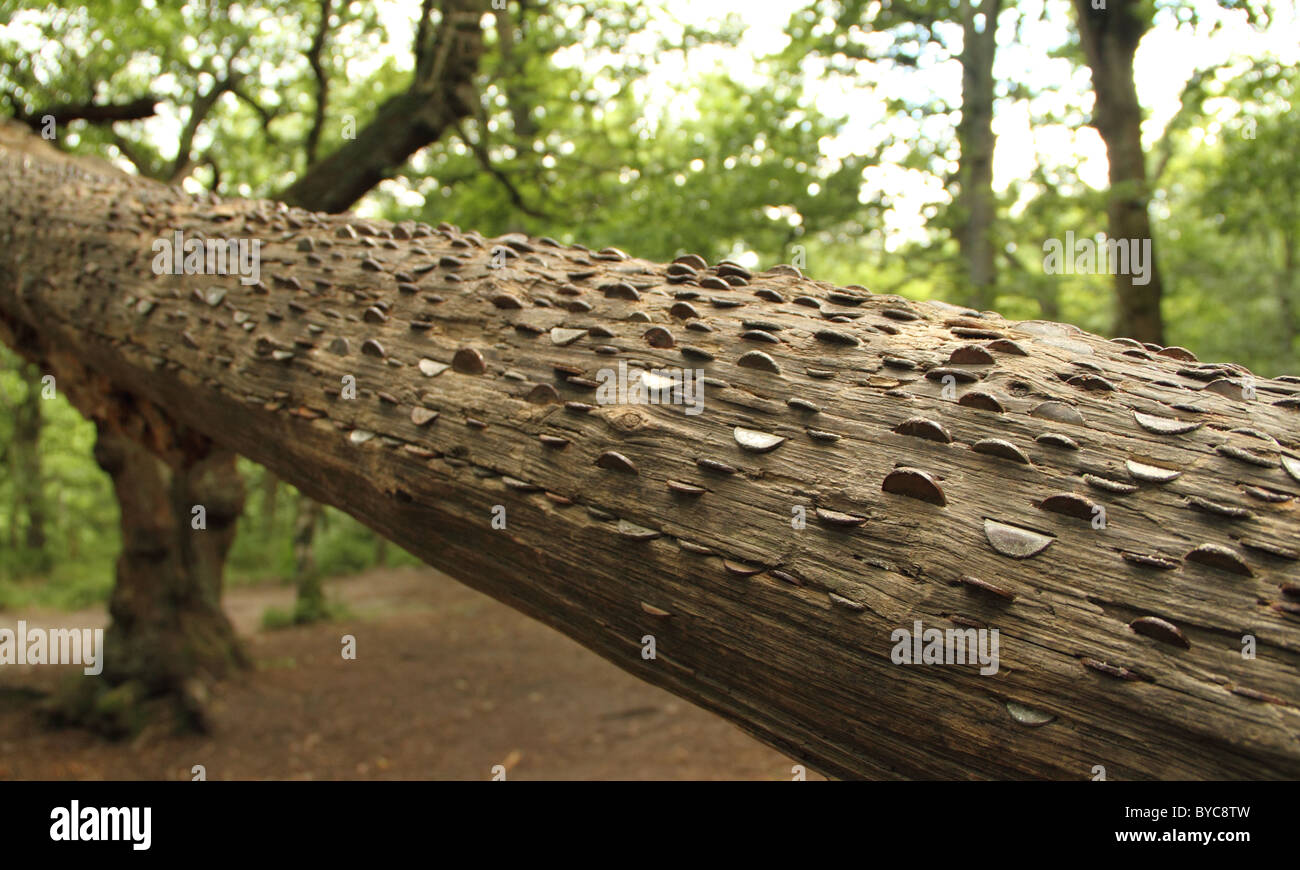 Money in bark hi-res stock photography and images - Alamy
