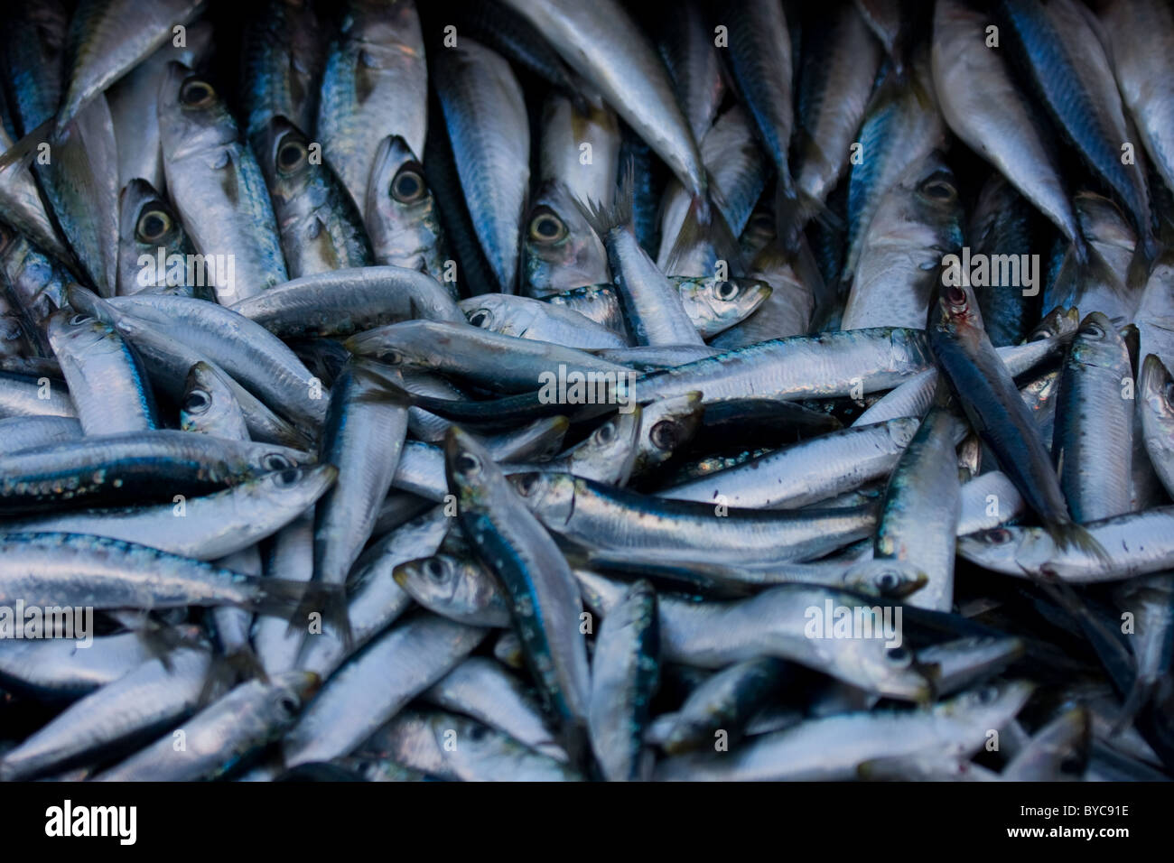 fishes in sea market in izmir turkey Stock Photo - Alamy