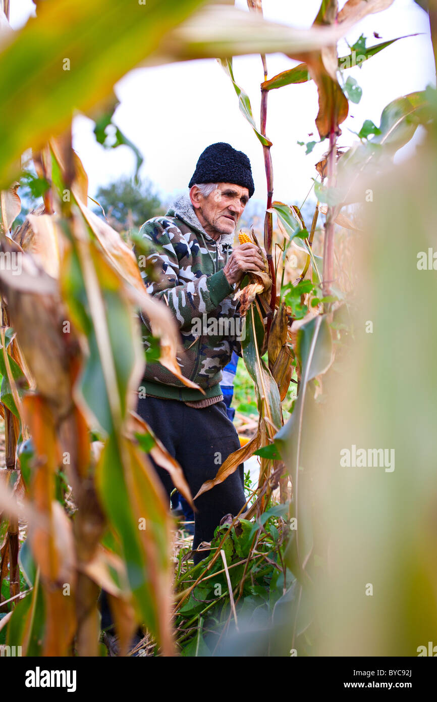 Portrait of an old rural man harvesting corn Stock Photo - Alamy