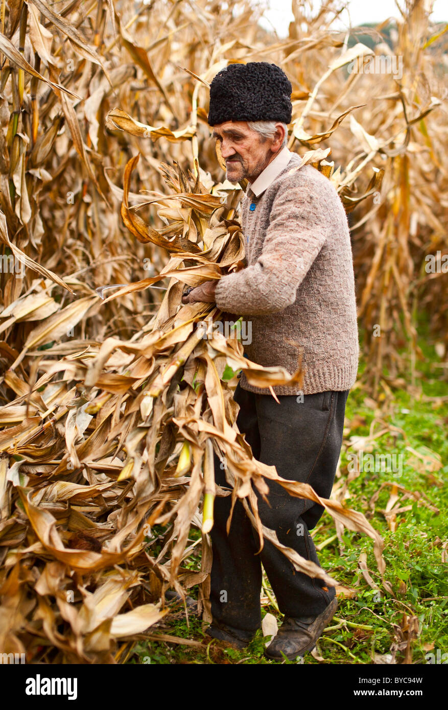 Senior farmer making stacks of stems after corn harvest Stock Photo - Alamy