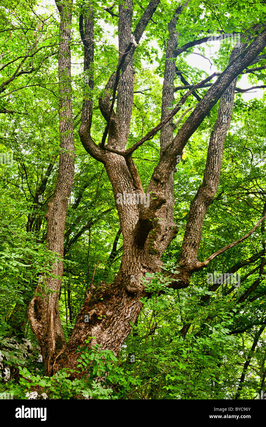 Forest landscape with an old tree and green leaves Stock Photo - Alamy