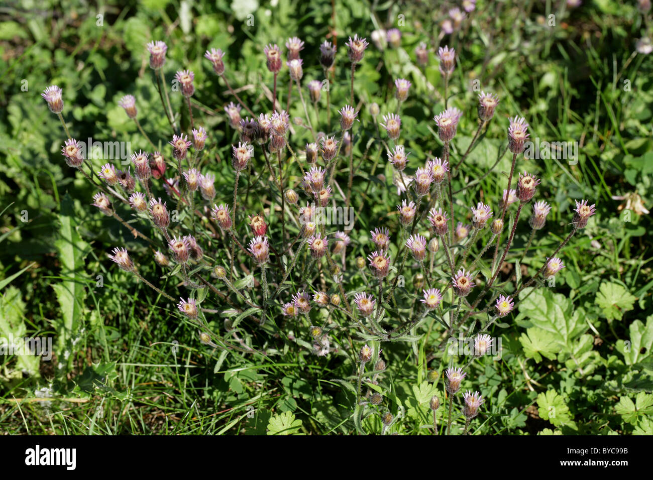 Blue Fleabane, Erigeron acer, Asteraceae. British Wild Flower Stock ...