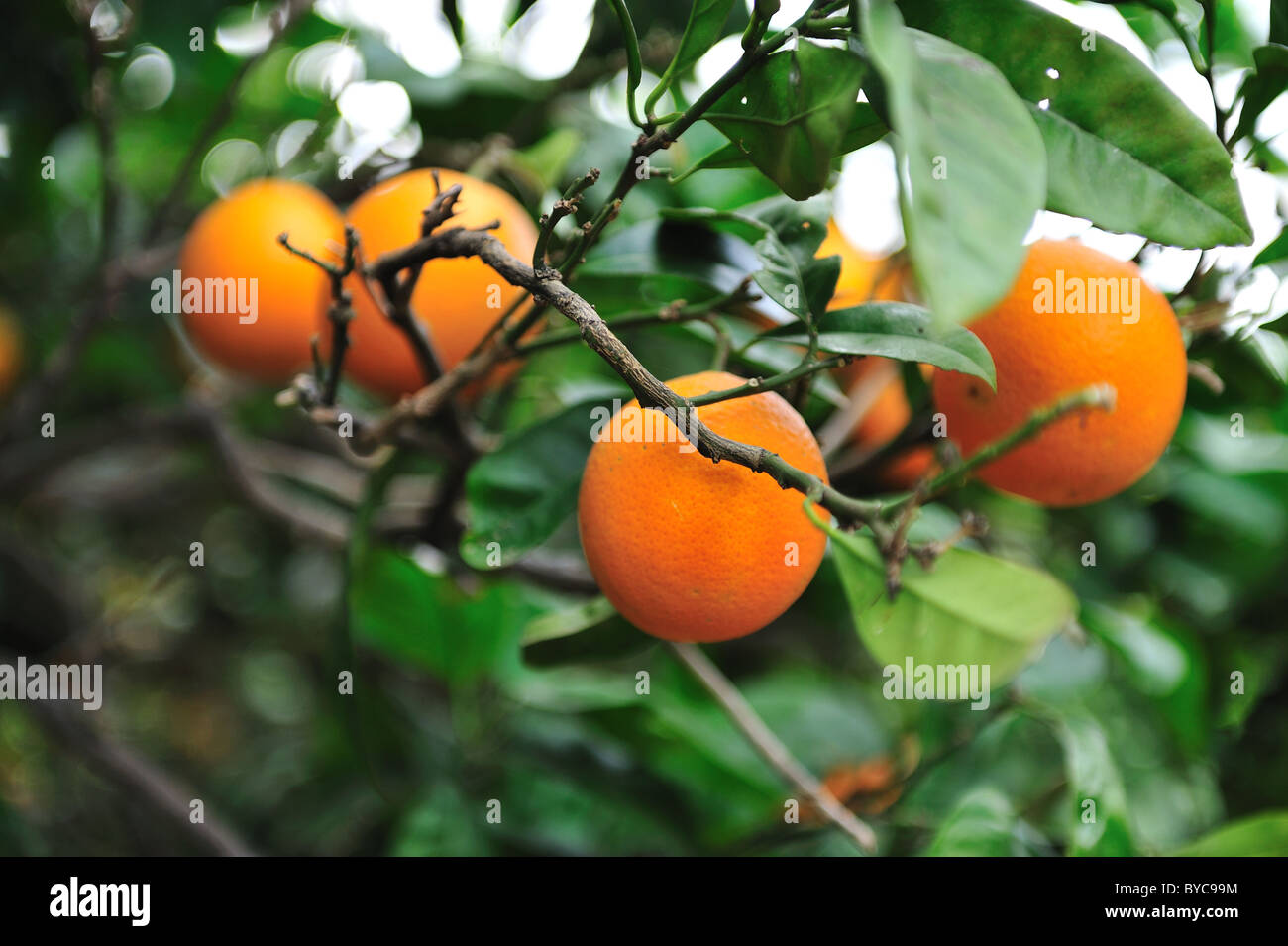 Oranges hanging on a tree Stock Photo - Alamy