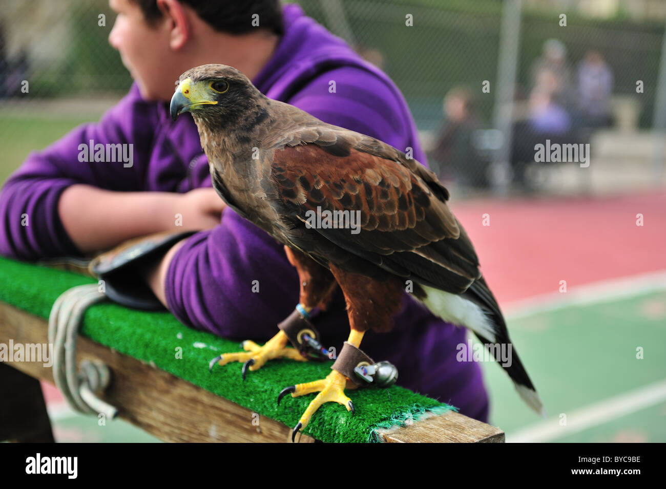 Falcon on a perch for display Stock Photo - Alamy