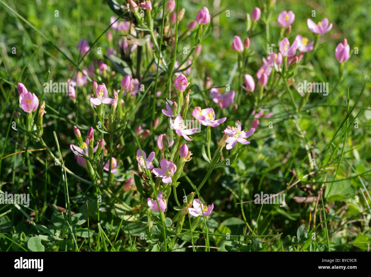 Common Centaury, Centaurium erythraea, Gentianaceae. British Wild ...