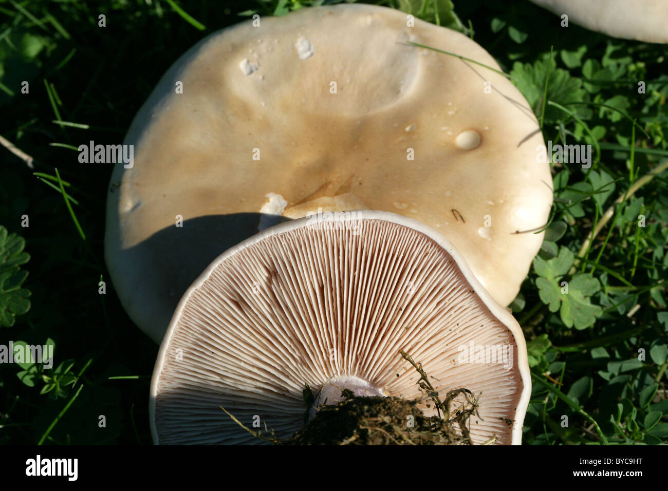 Common field mushroom hi-res stock photography and images - Alamy