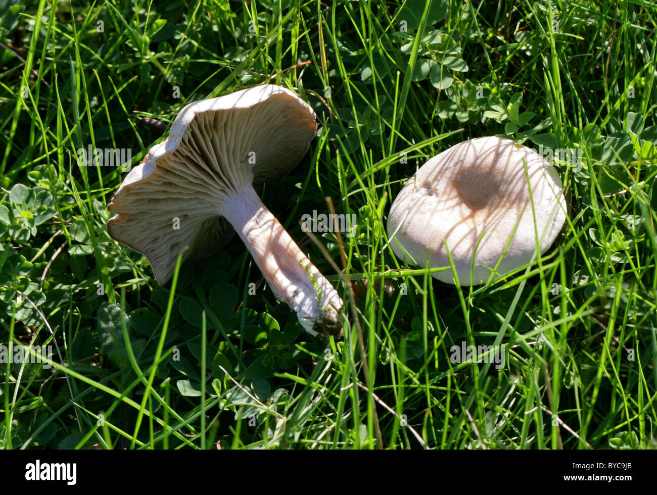 Grey Milkcap, Lactarius vietus, Russulaceae. Open Pasture, Close to ...