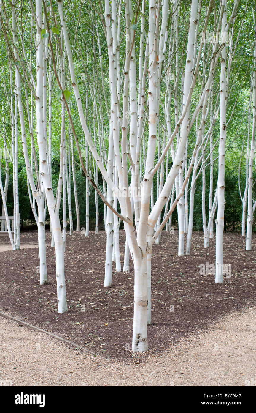 Silver birch trees hi-res stock photography and images - Alamy