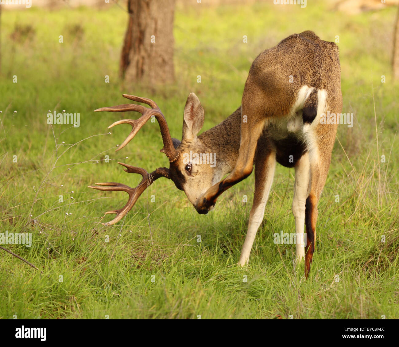 A Black-tailed Deer buck scratching it's nose Stock Photo - Alamy