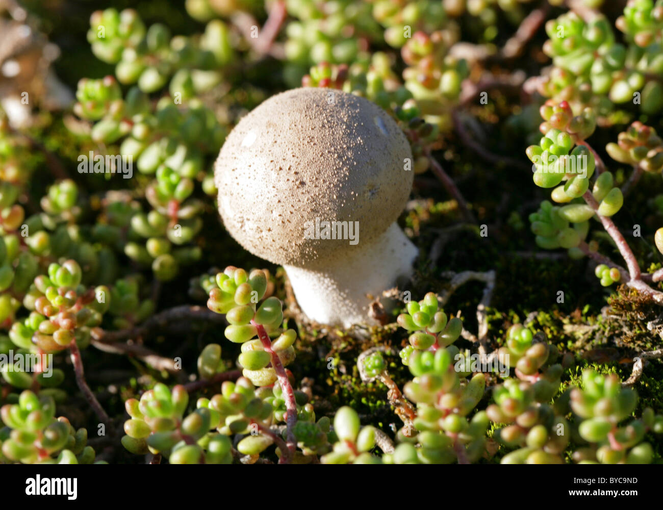Grassland Puffball, Lycoperdon lividum, Lycoperaceae. Growing on Poor ...