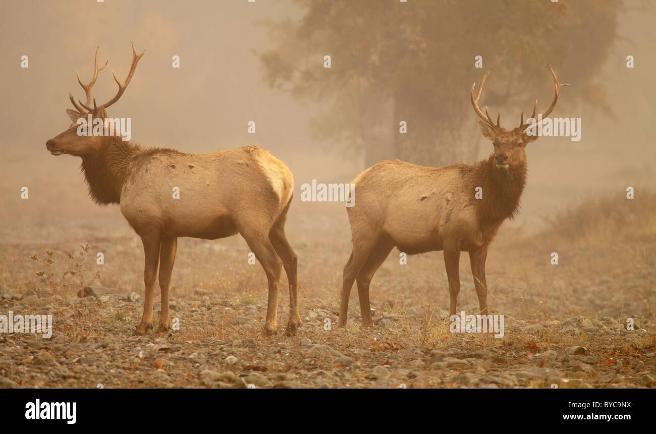 Tule fog hi-res stock photography and images - Alamy
