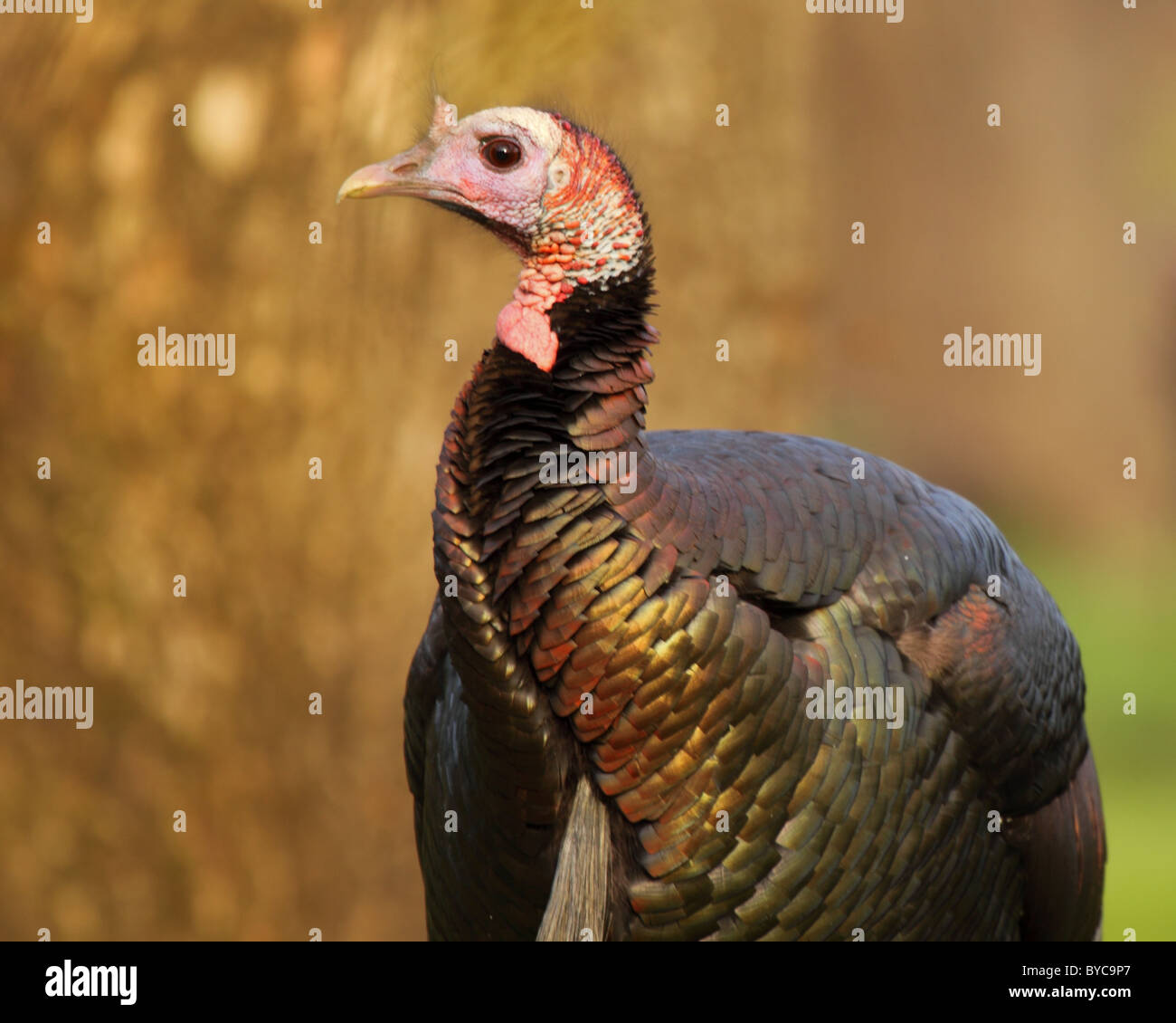 Tom bird hi-res stock photography and images - Alamy