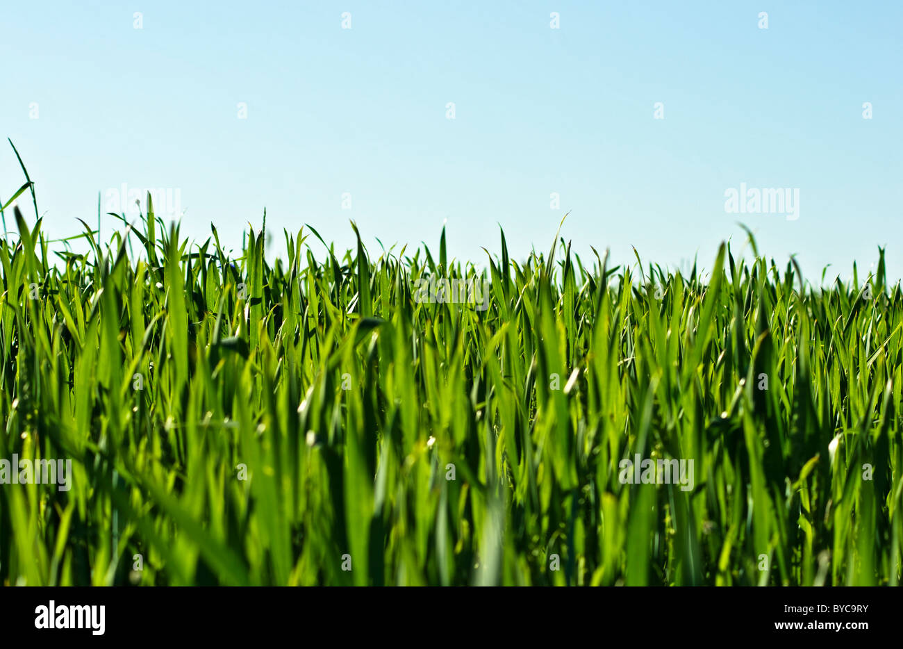 Grass green fresh zoom nature hi-res stock photography and images - Alamy
