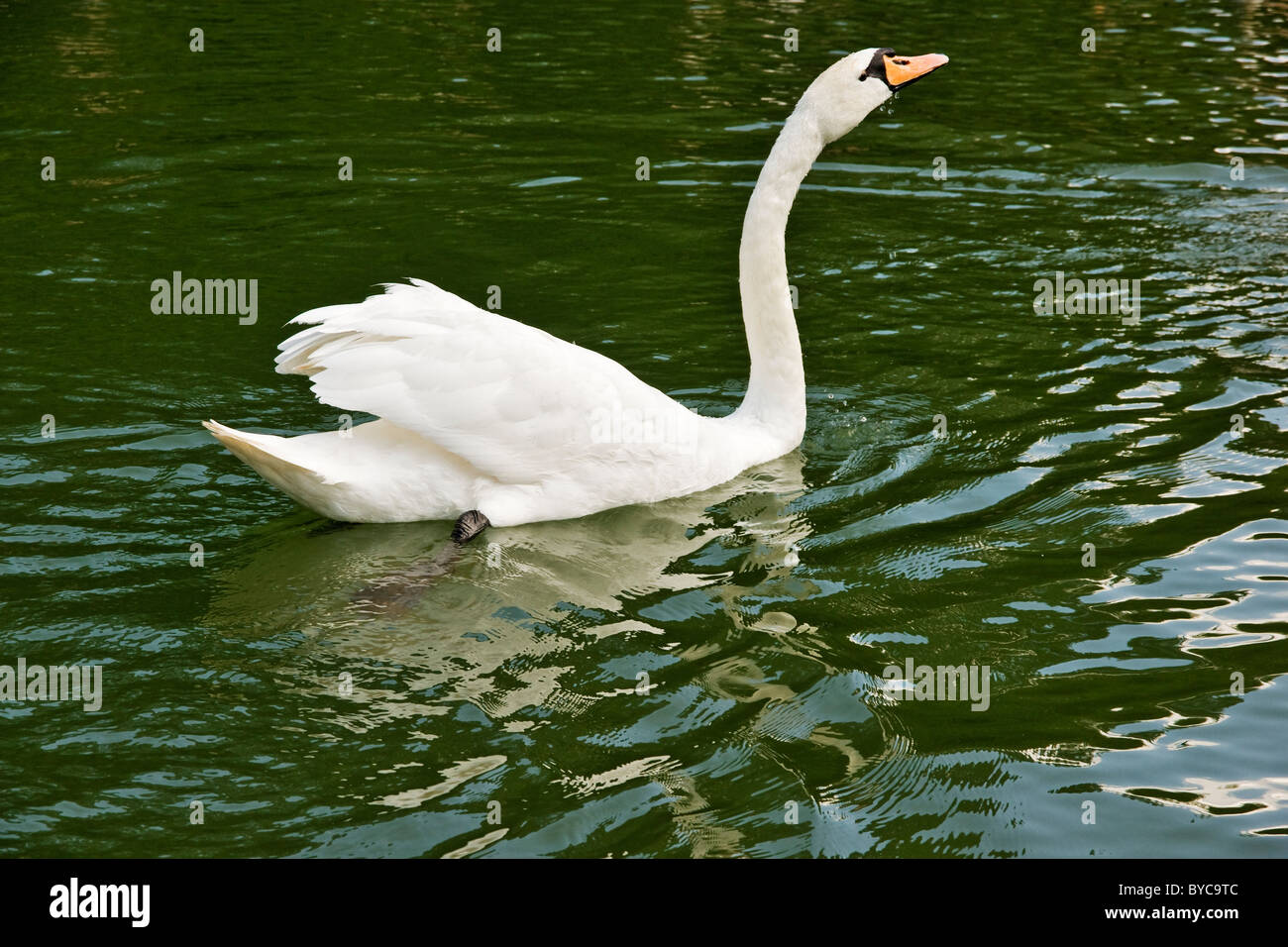 Swan on the pond Stock Photo - Alamy