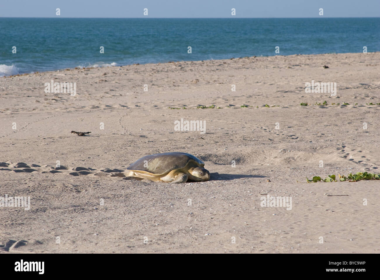 Australian flatback sea turtle ( Natator depressus ) female crawls up ...