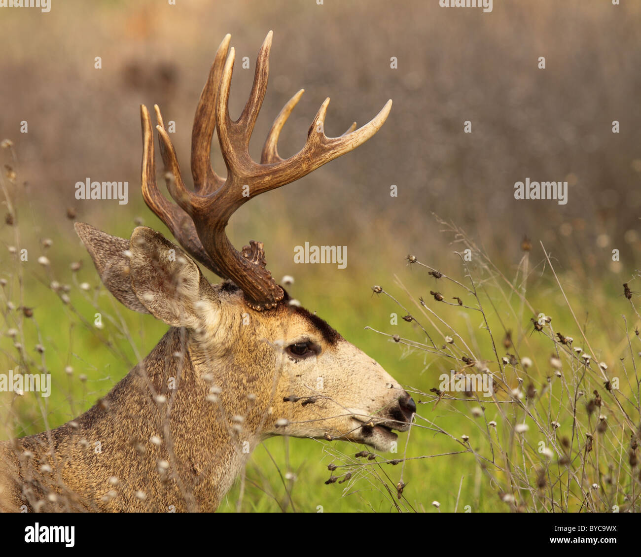 A trophy Black-tailed Deer buck resting in the grass Stock Photo - Alamy