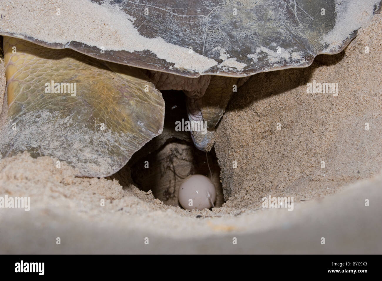 Australian flatback sea turtle (Natator depressus ) laying eggs, Crab ...