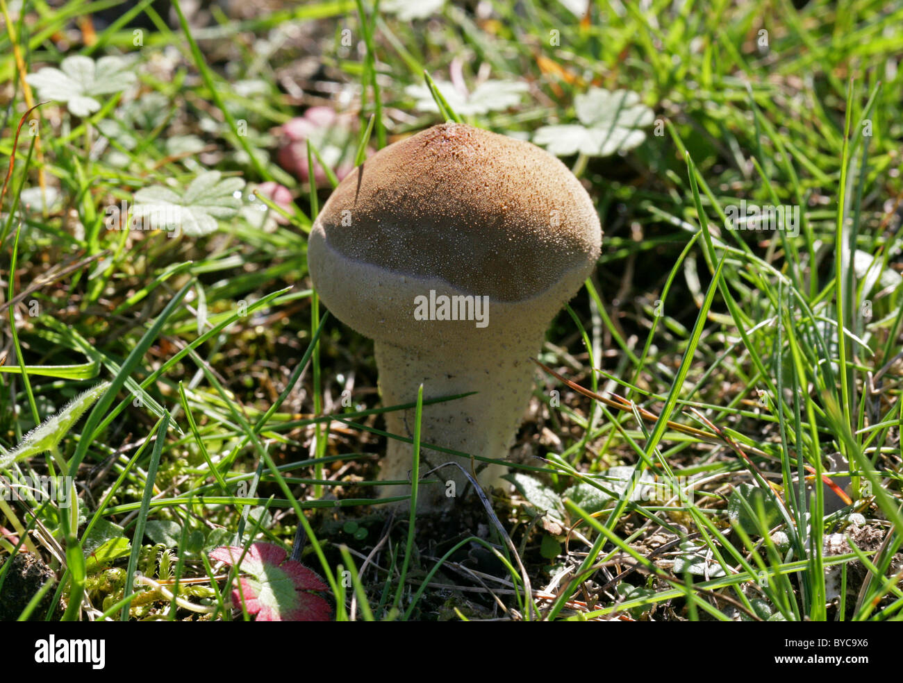 Grassland Puffball, Lycoperdon lividum, Lycoperaceae. Growing on Poor ...