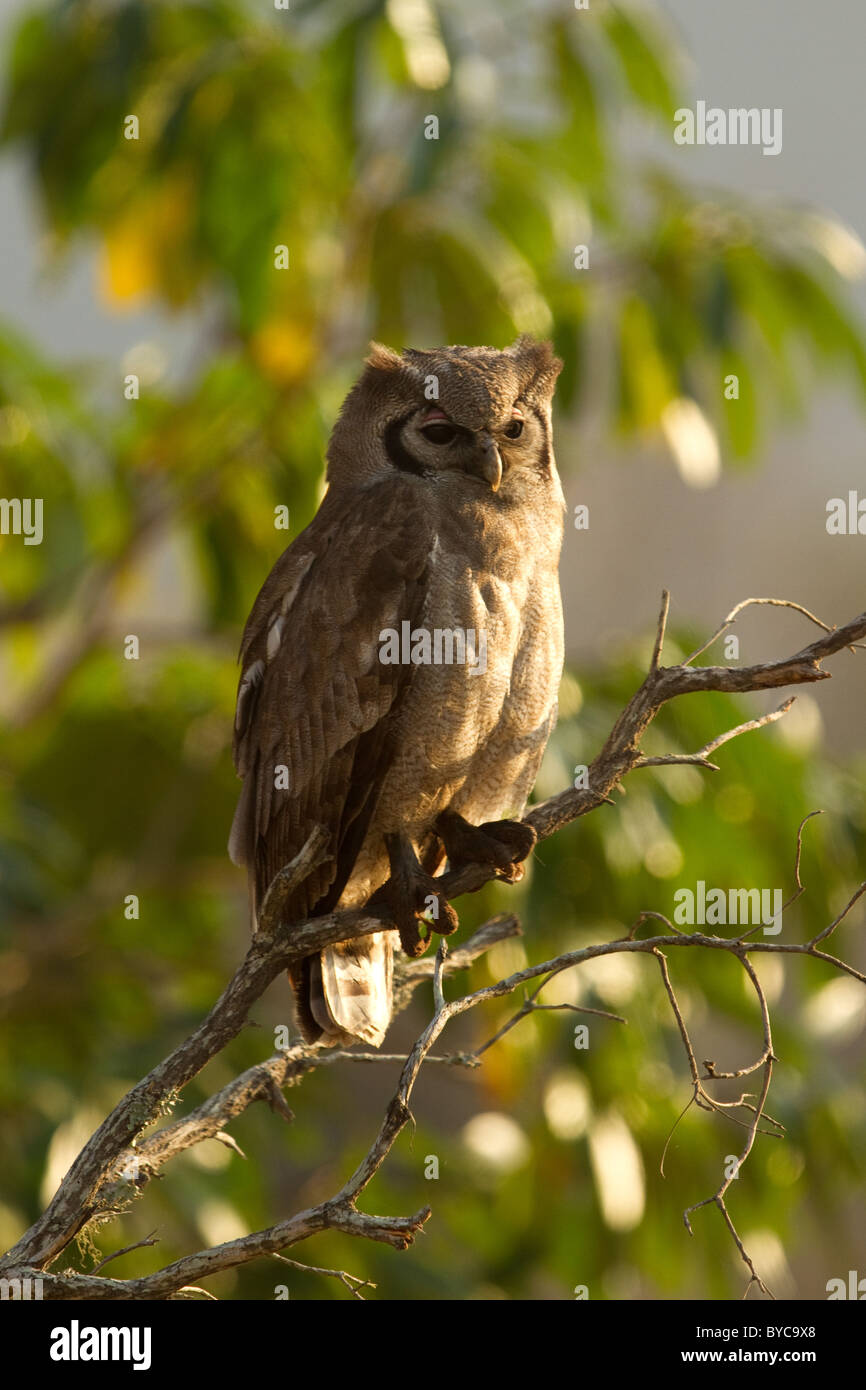 Verreaux eagle owl hi-res stock photography and images - Alamy