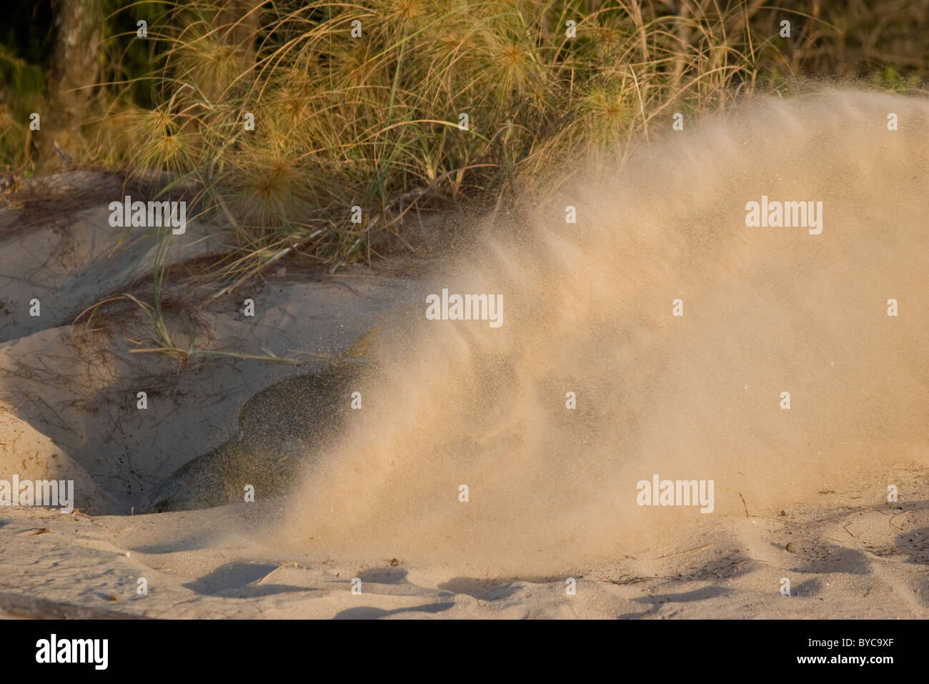 Australian flatback sea turtle ( Natator depressus ) female covering ...