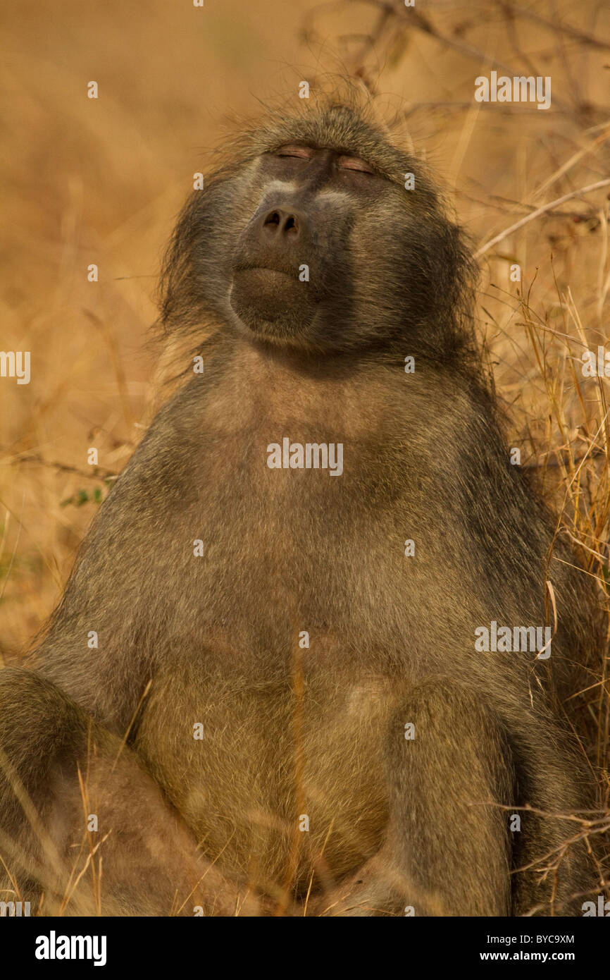 Afri hi-res stock photography and images - Alamy