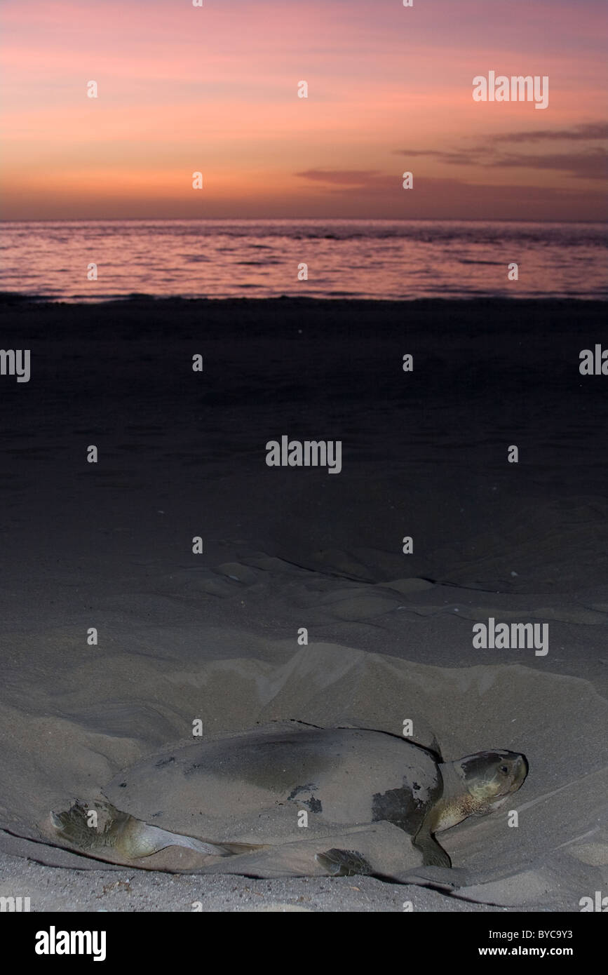 Australian flatback sea turtle ( Natator depressus ) female digging ...