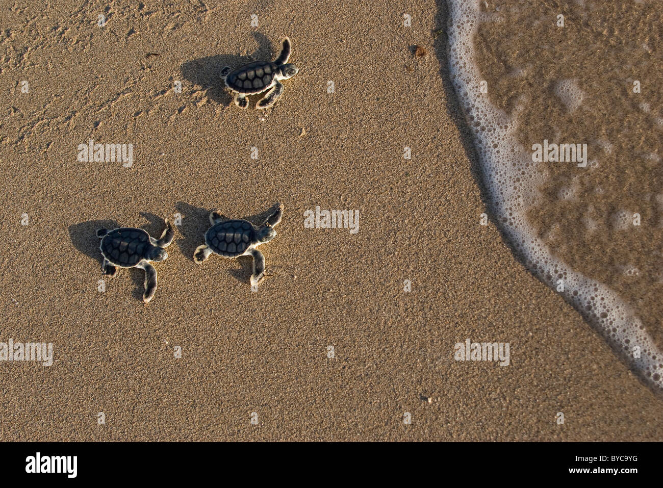 Australian flatback sea turtle hatchlings, Natator depressus, crawl ...