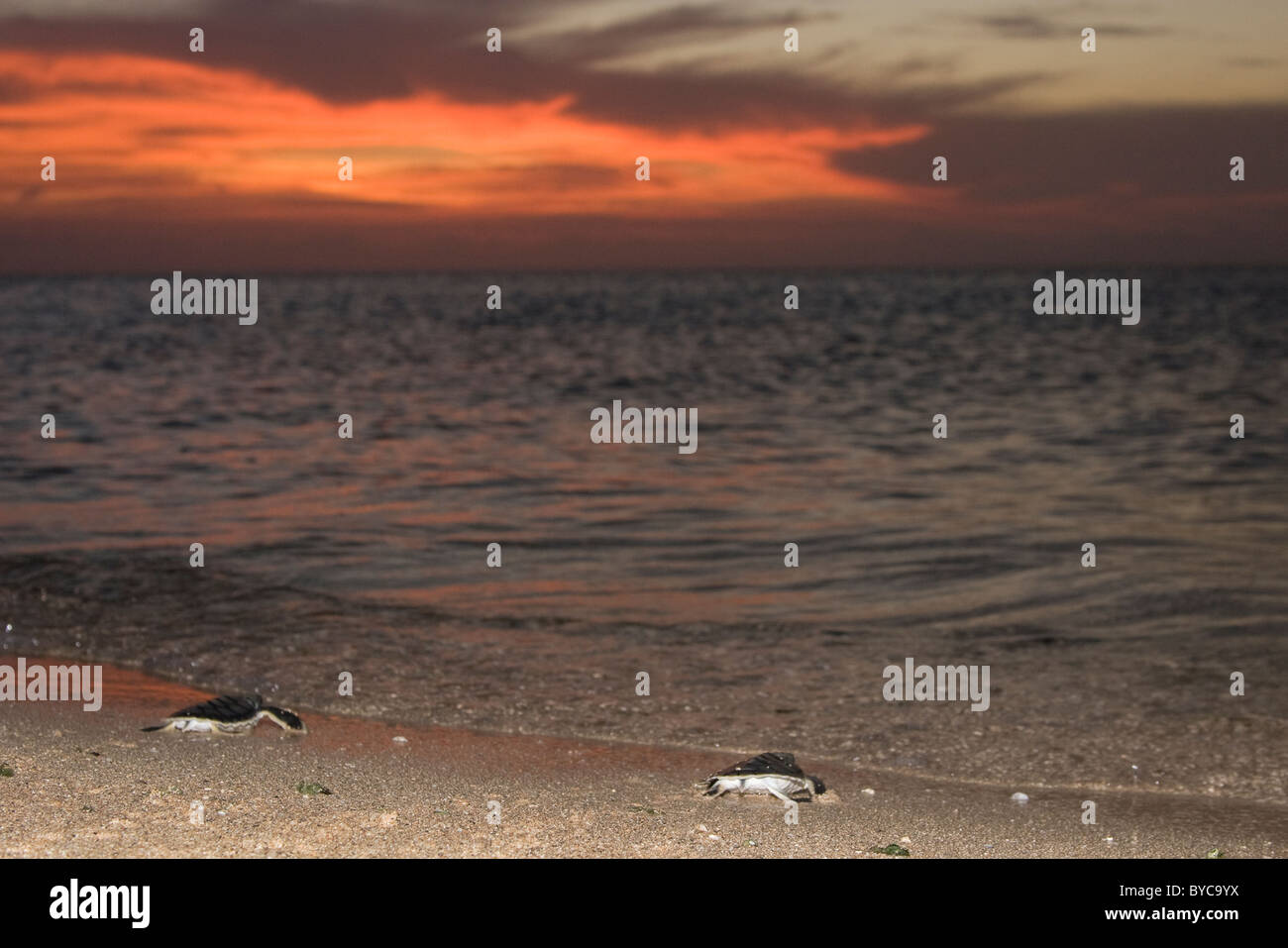 Flatback turtle from the top hi-res stock photography and images - Alamy