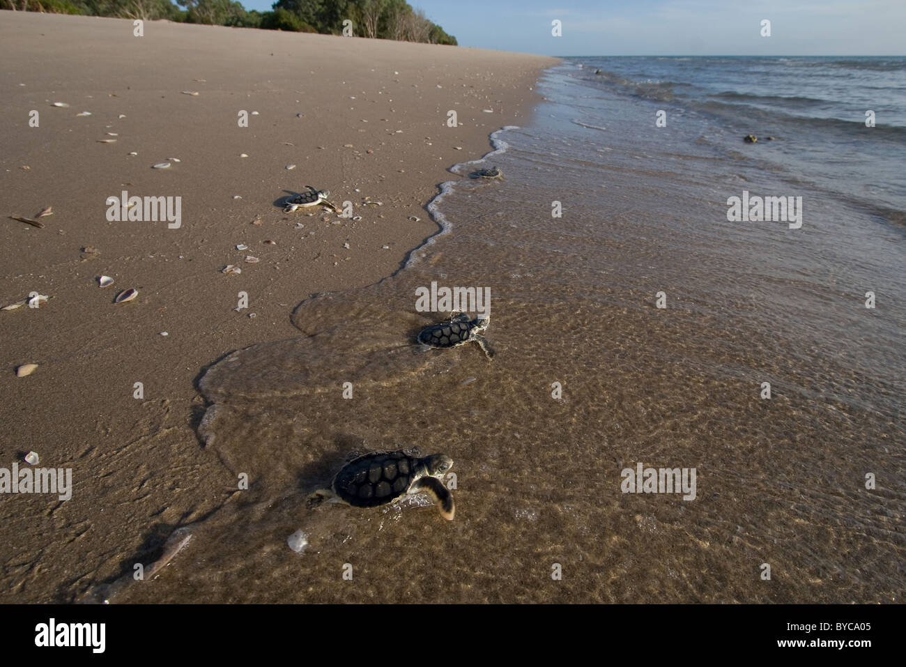 Flatback hi-res stock photography and images - Alamy