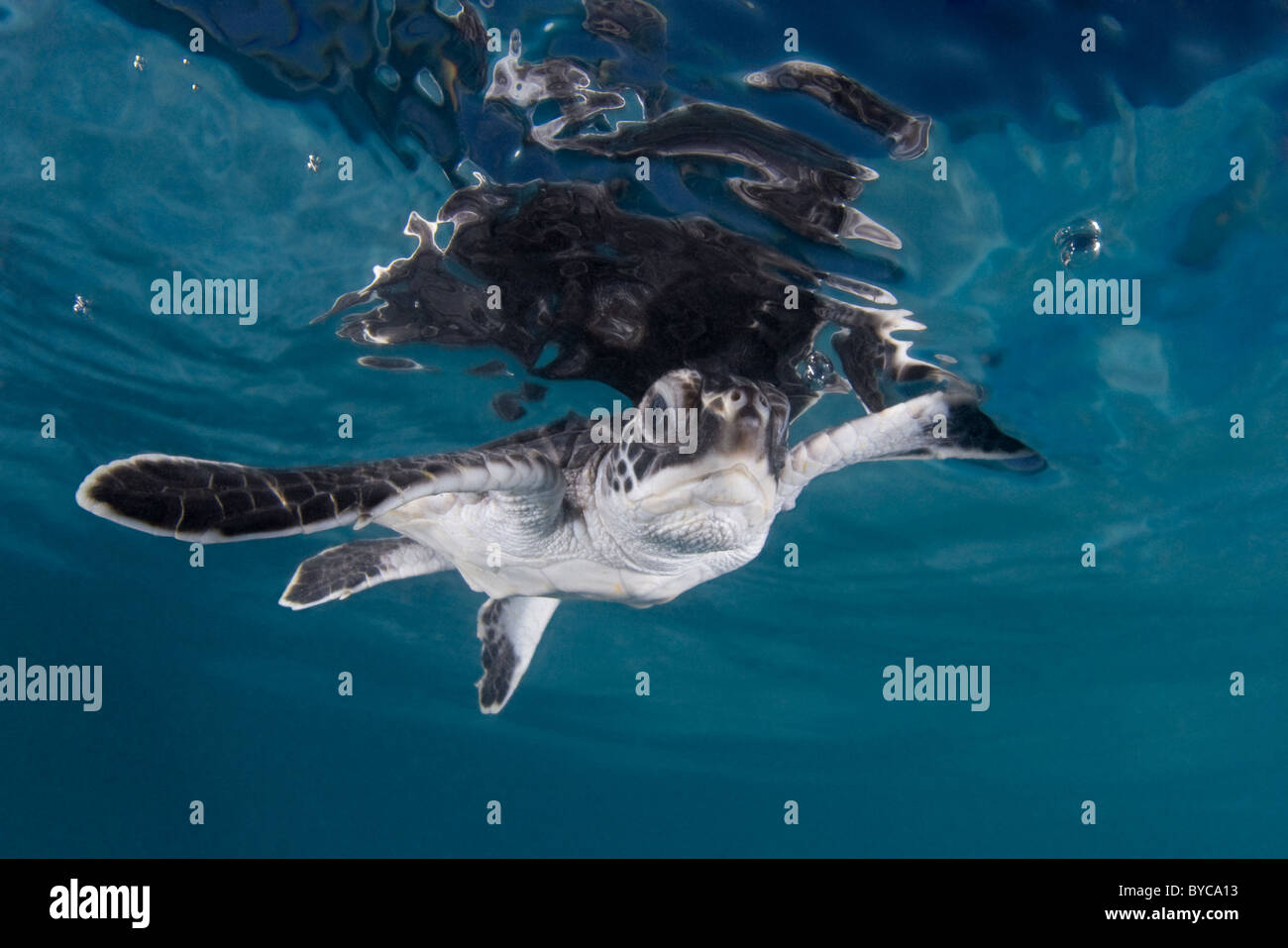 green sea turtle hatchling ( Chelonia mydas ), Endangered Species ...