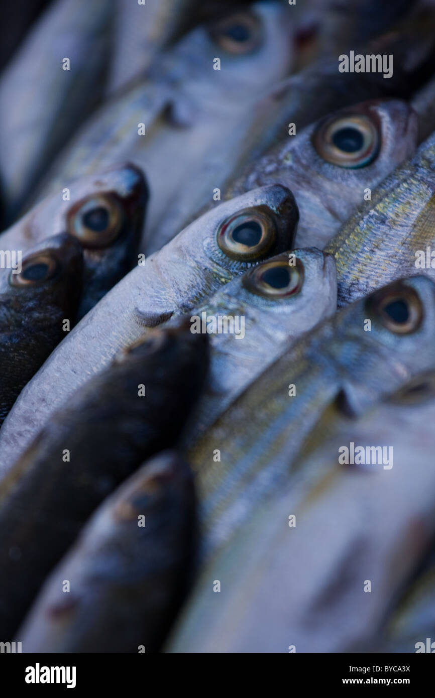 fishes in the sea market in turkey Stock Photo - Alamy